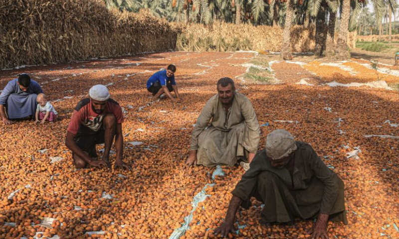 Date harvested in Al-Marazik village of Giza, Egypt - Global Times