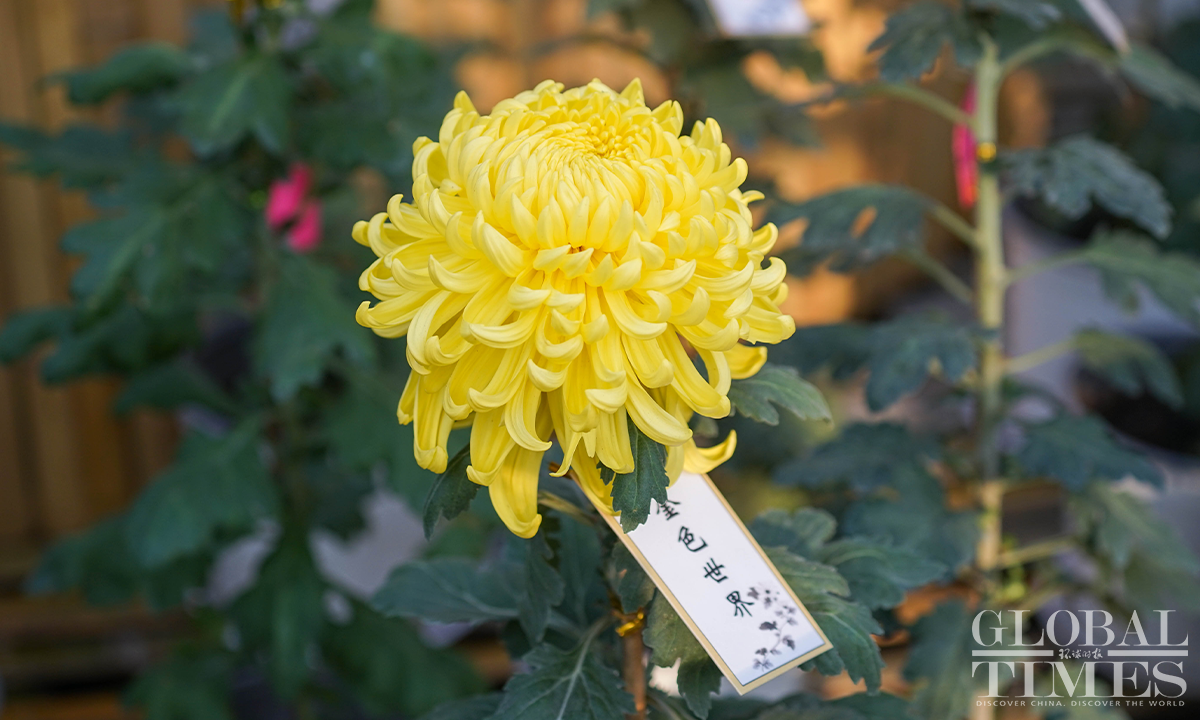 180,000 pots of chrysanthemum flowers in full bloom at Shanghai’s ...