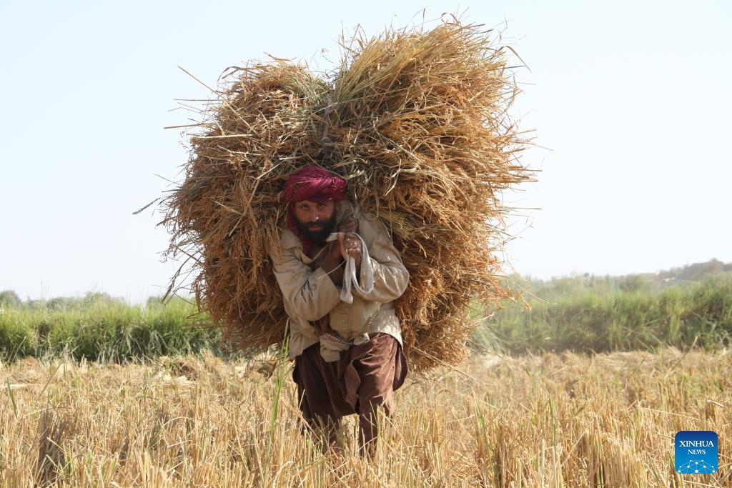 Afghan farmers harvest rice in Kunduz - Global Times