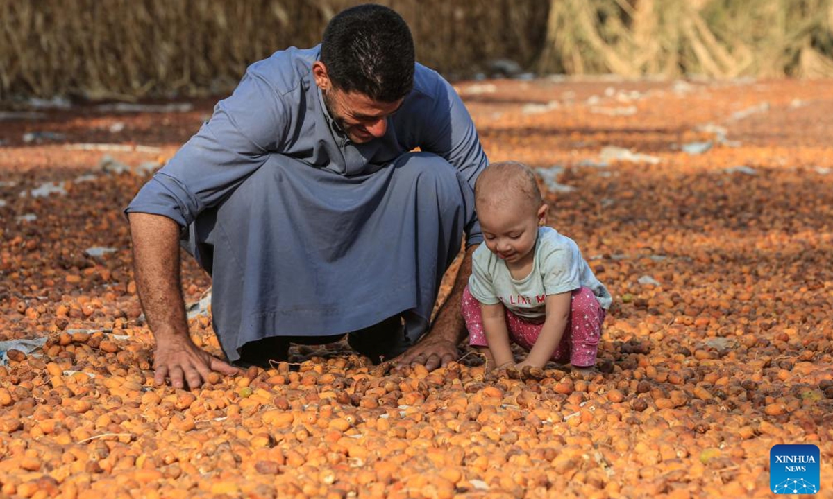 Date harvested in Al-Marazik village of Giza, Egypt - Global Times