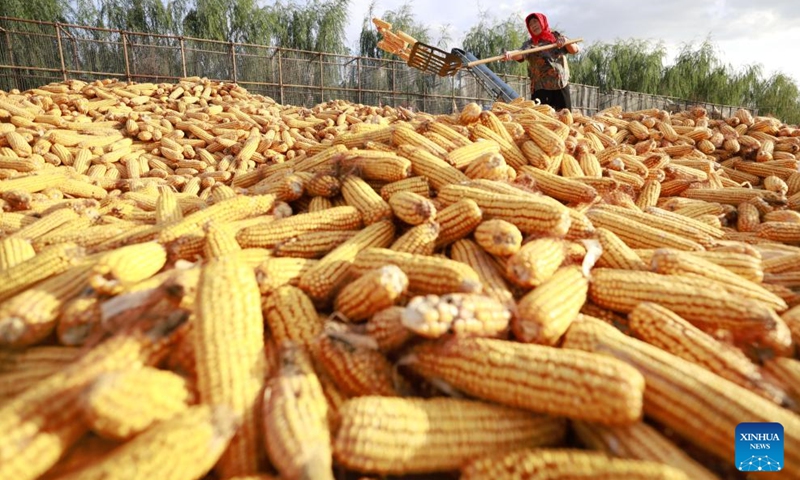 Farmers harvest corns in Hebei, N China - Global Times