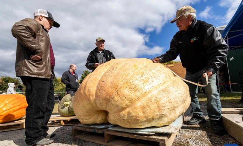 Giant pumpkin contest held in Ontario, Canada - Global Times