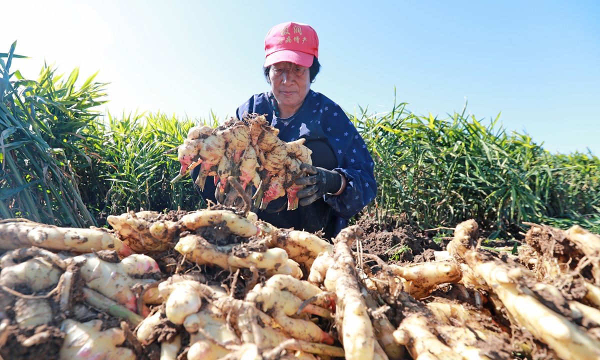 Bumper ginger harvest - Global Times