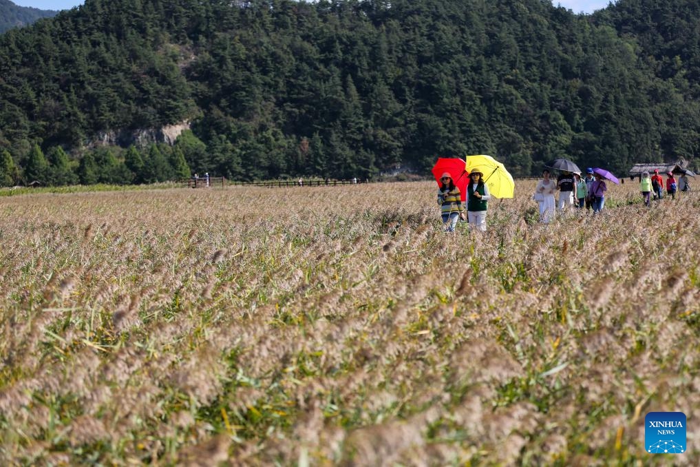 View of Suncheon Bay Wetland Reserve in South Korea - Global Times