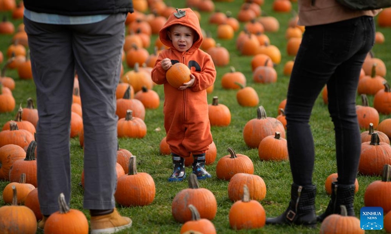 Pumpkin patch visit in Richmond, Canada - Global Times