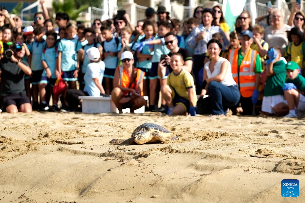 Turtles released into sea after rehabilitation by students in Malta ...