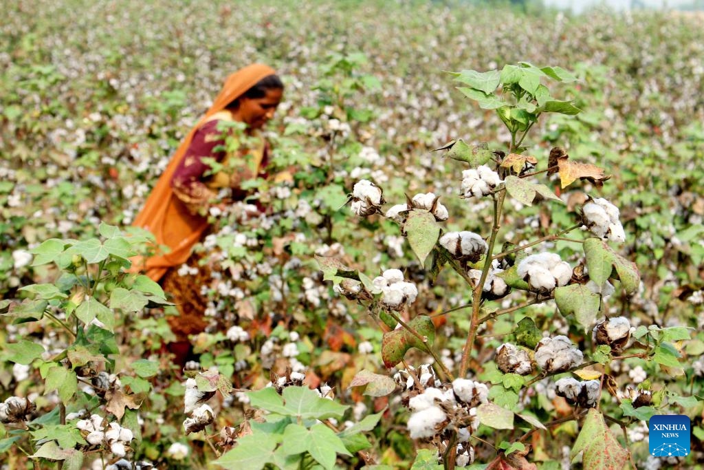 Cotton harvested in Multan, Pakistan - Global Times