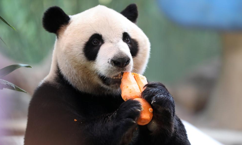Giant panda "Kuku" enjoys meal at Chimelong Safari Park in Guangzhou ...