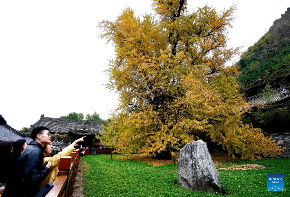 Scenery of ginkgo tree in Xi'an - Global Times