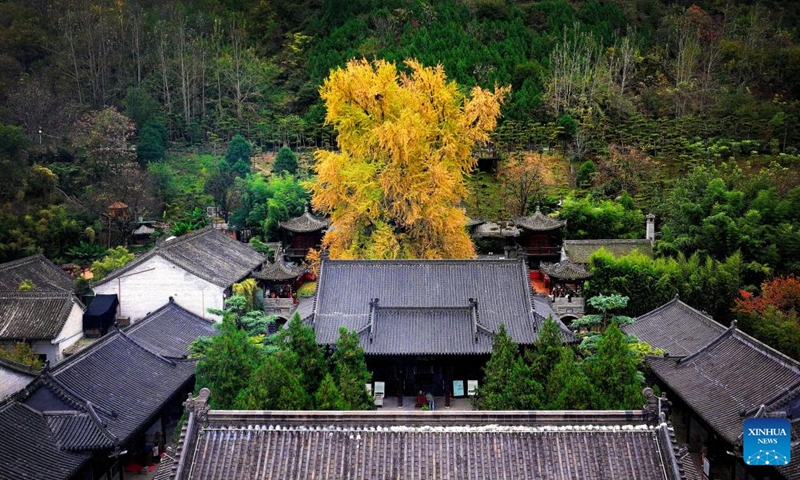 Scenery of ginkgo tree in Xi'an - Global Times