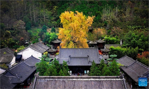 Scenery of ginkgo tree in Xi'an - Global Times