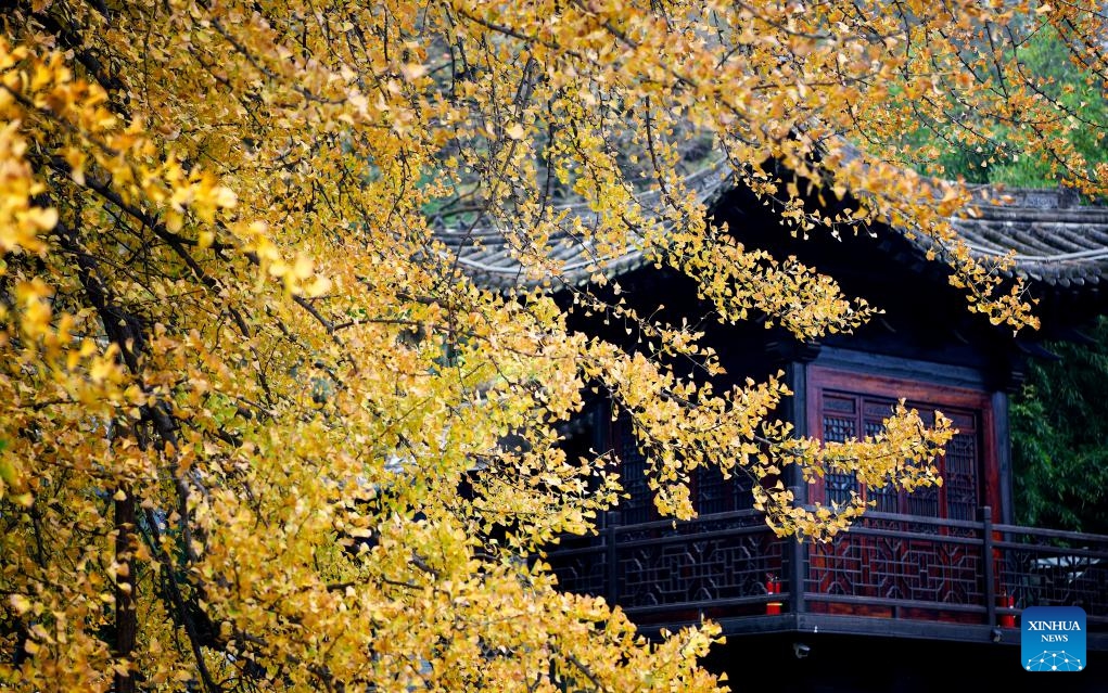 Scenery of ginkgo tree in Xi'an - Global Times