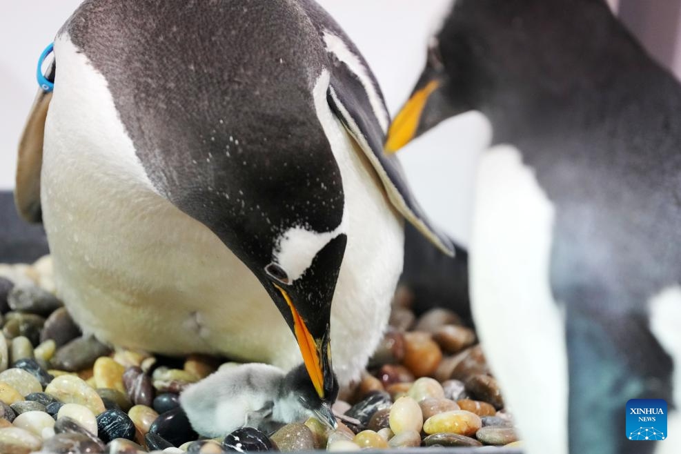 Newborn Baby Penguin Penguin Parents Take Care Of Newborn Babies At