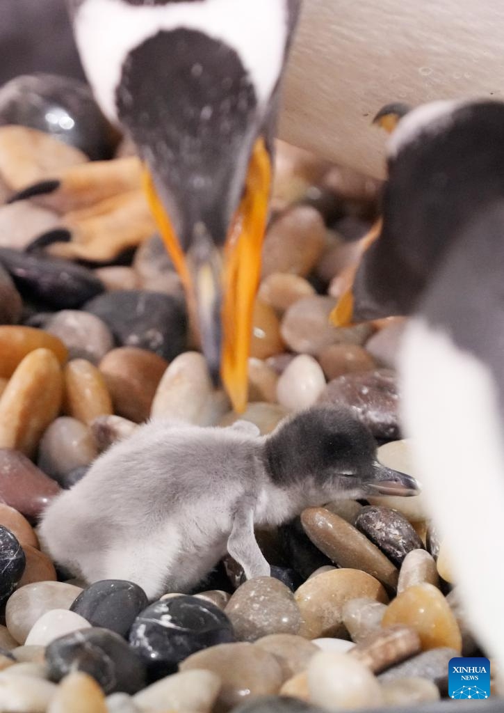 Penguin parents take care of newborn babies at Harbin Polarland ...
