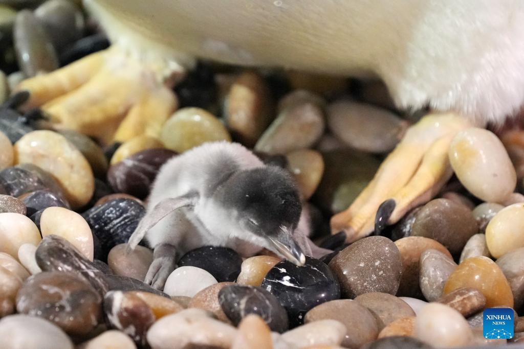Penguin parents take care of newborn babies at Harbin Polarland ...