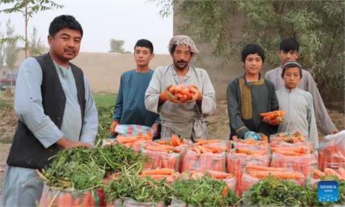 Afghan farmers harvest carrots in Balkh province - Global Times