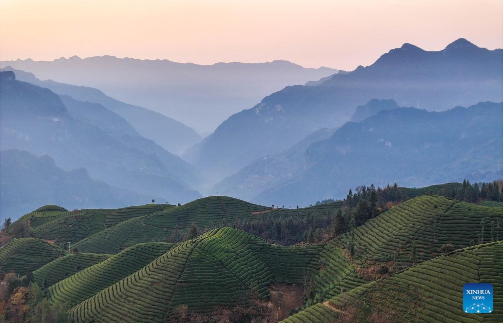Tea garden in township of C China's Hubei - Global Times