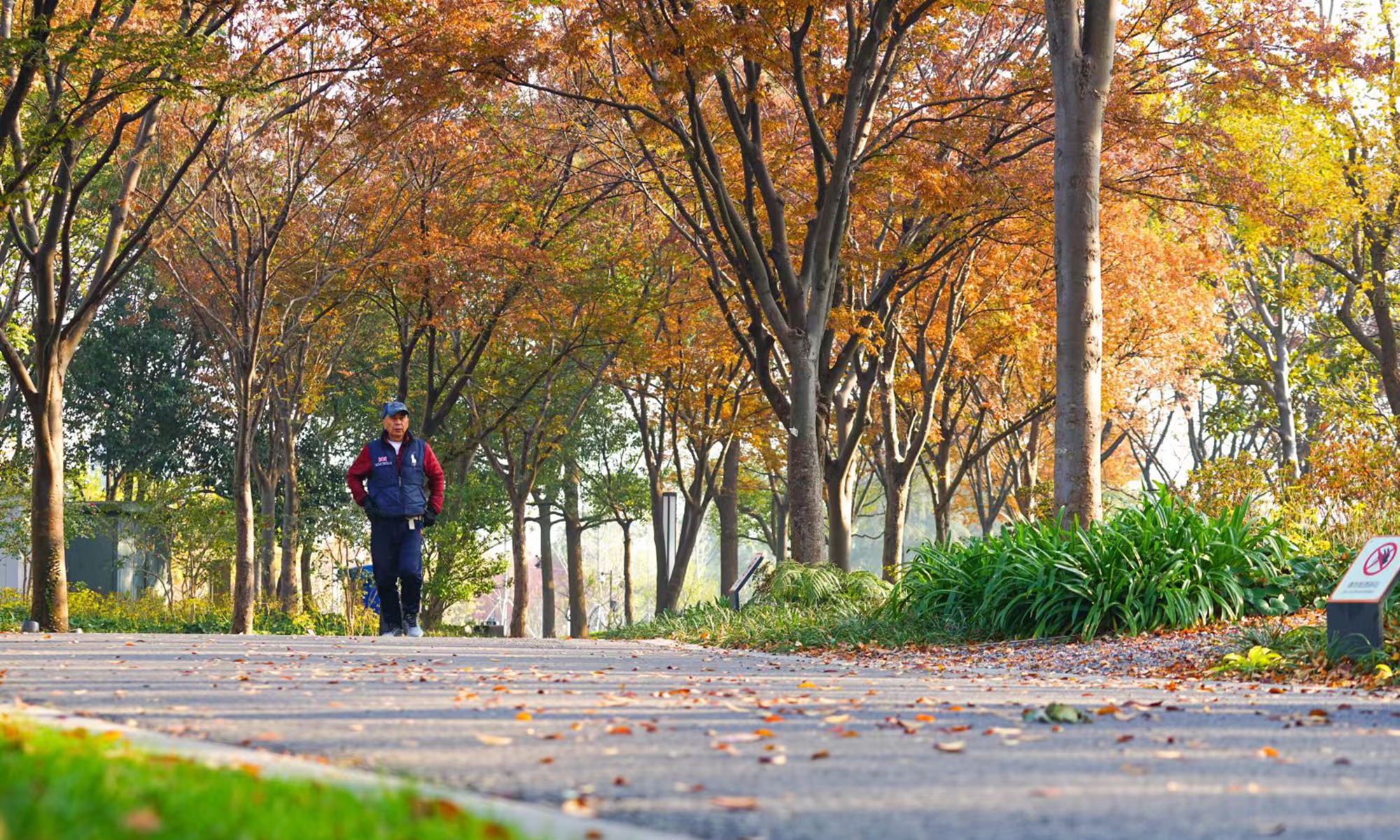 Shanghai lists 41 landscape streets with fallen leaves - Global Times
