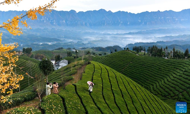 Tea garden in township of C China's Hubei - Global Times