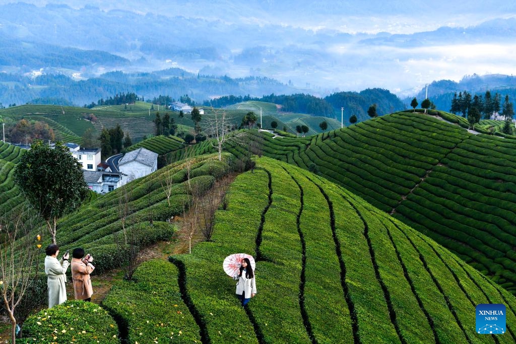 Tea garden in township of C China's Hubei - Global Times
