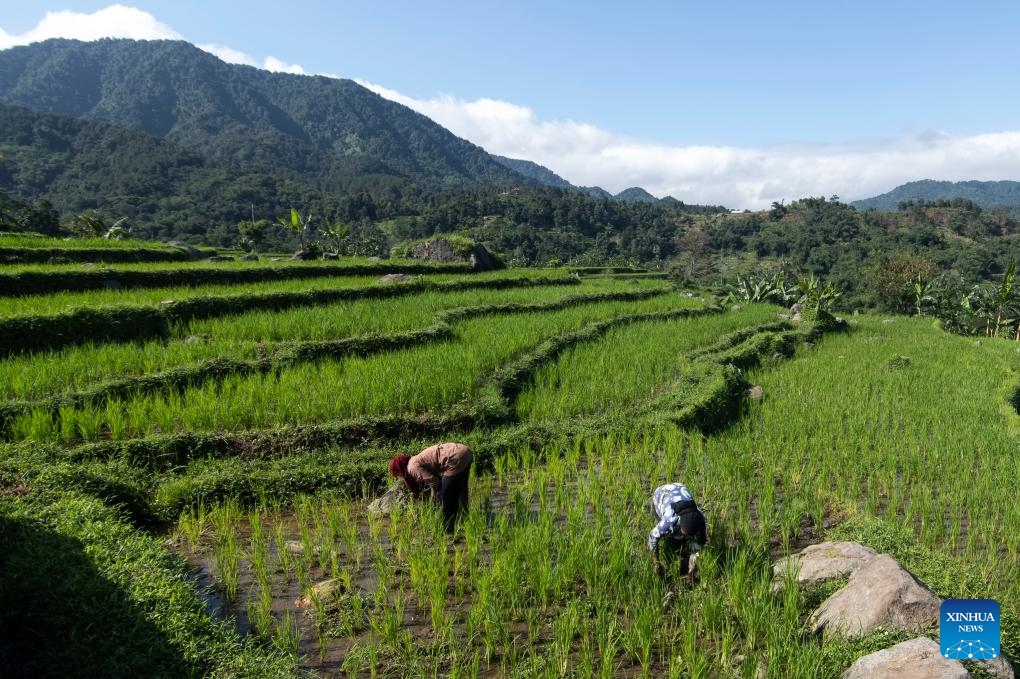 Paddy fields in Indonesia - Global Times