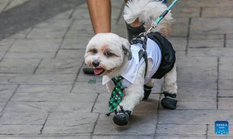 Christmas Pet Parade held in Quezon City, Philippines - Global Times