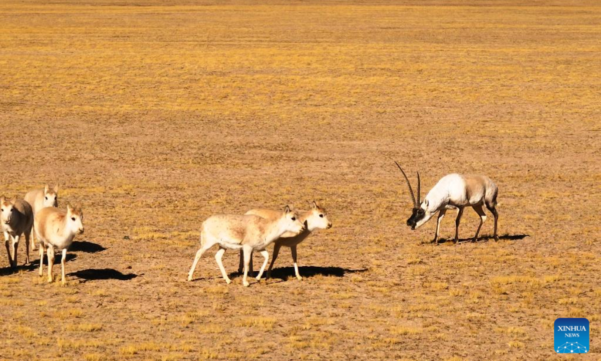 Mating season for Tibetan antelopes at Altun Mountains National Nature ...