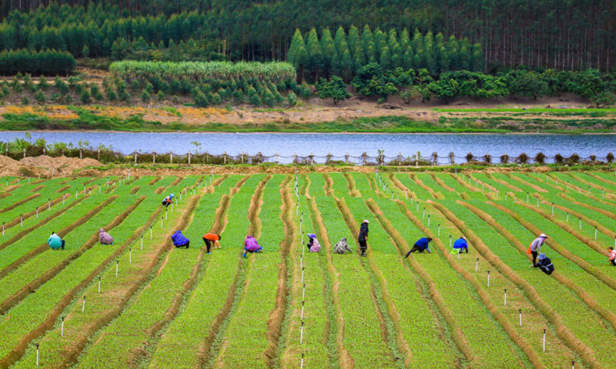Farmers work at vegetable production demonstration base in S China's ...