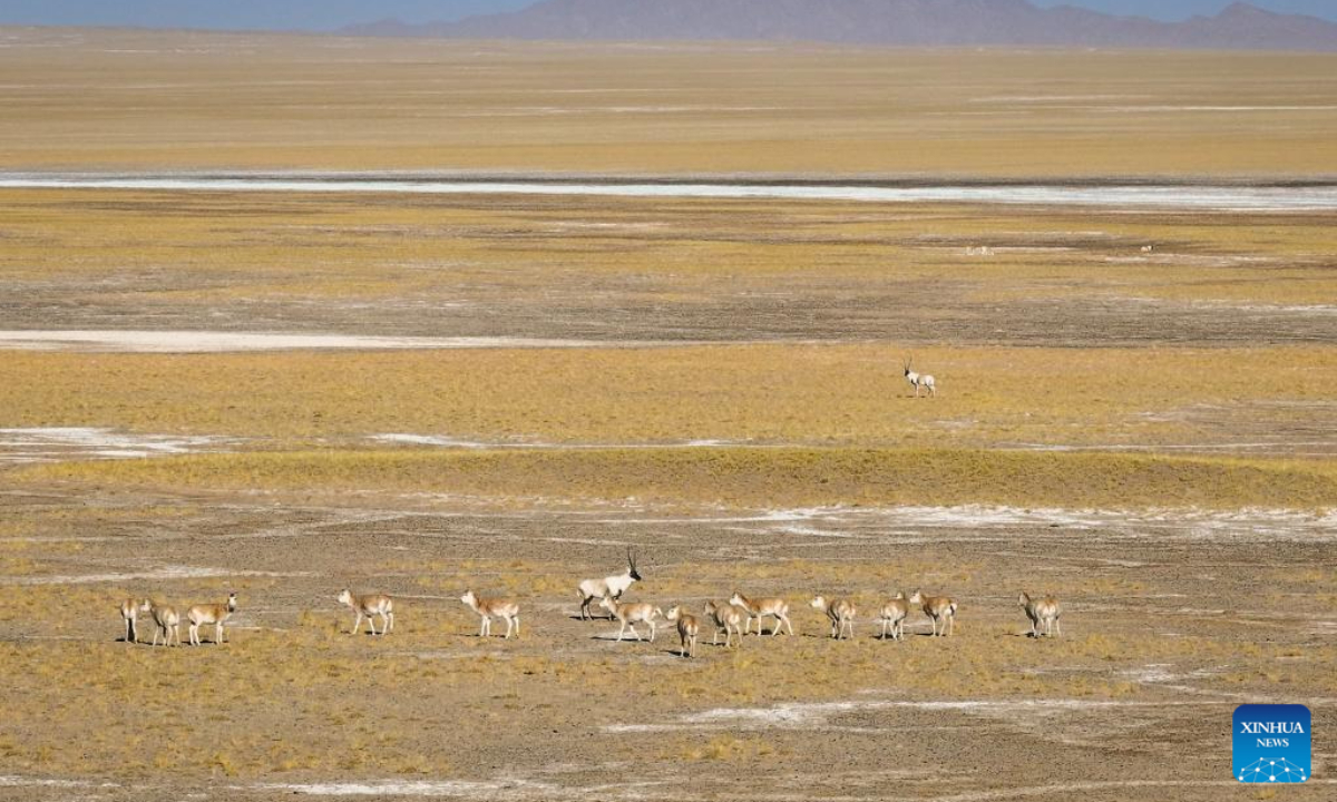 Mating season for Tibetan antelopes at Altun Mountains National Nature ...