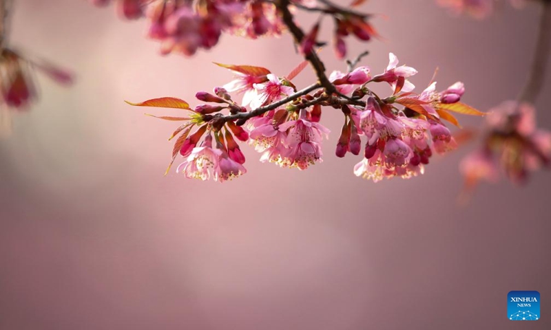 In pics: winter cherry blossoms in Kunming, SW China's Yunnan - Global ...