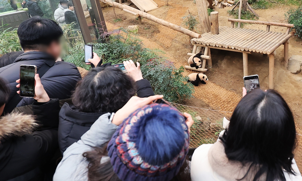 Panda frenzy - Global Times