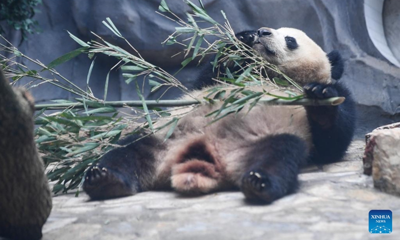4 giant pandas transferred to animal theme park in Chongqing - Global Times