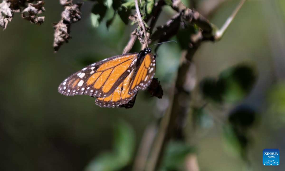 Monarch butterflies seen in Temascaltepec, Mexico - Global Times