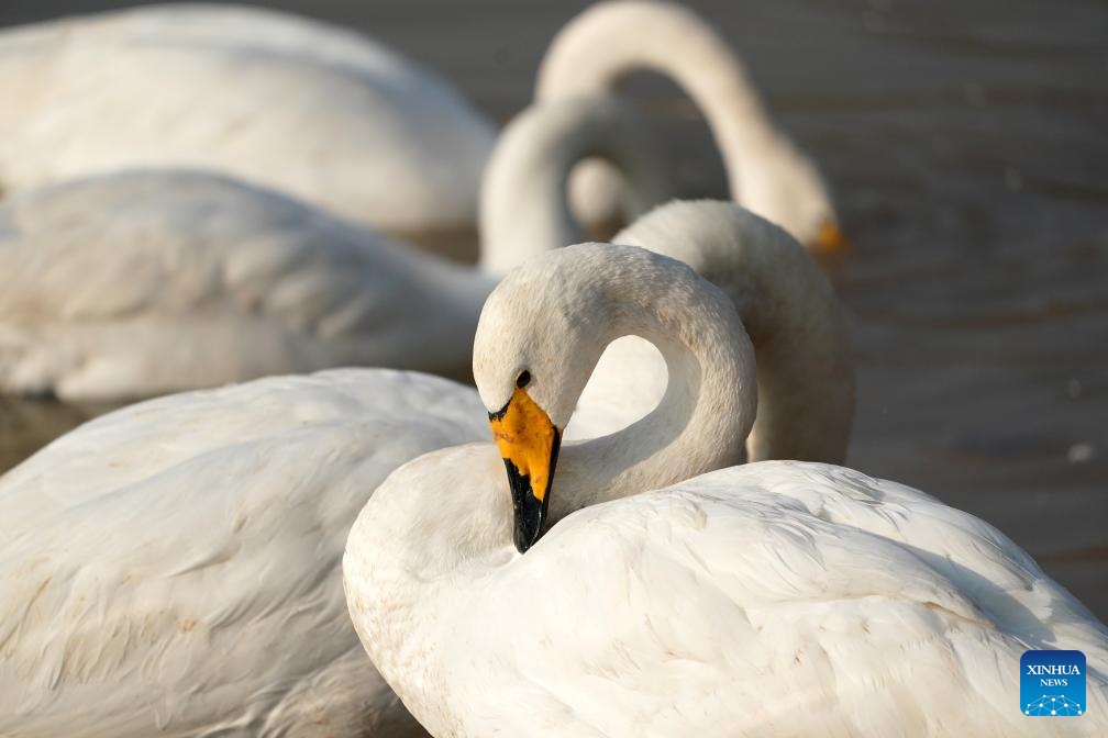 White swans seen at Pinglu Yellow River Wetland in N China - Global Times