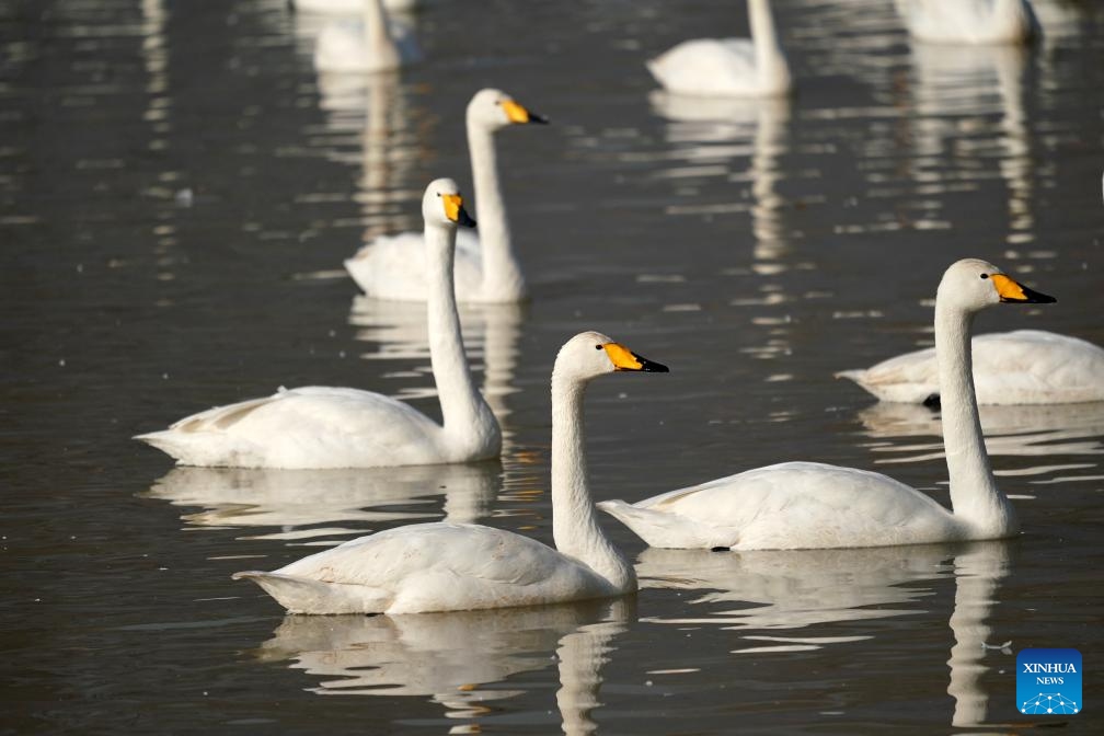 White swans seen at Pinglu Yellow River Wetland in N China - Global Times
