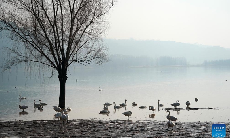 White swans seen at Pinglu Yellow River Wetland in N China - Global Times