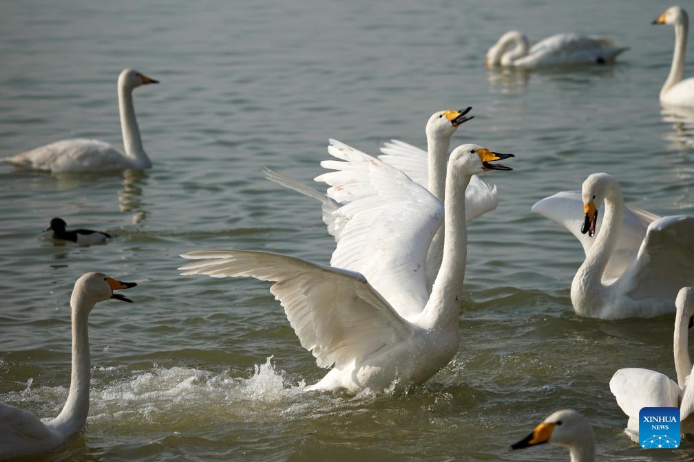 White swans seen at Pinglu Yellow River Wetland in N China - Global Times