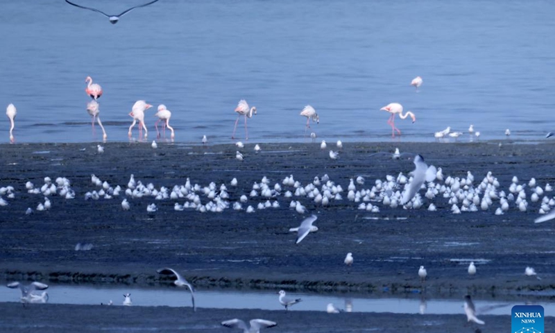 Bird counting event held in Kuwait - Global Times