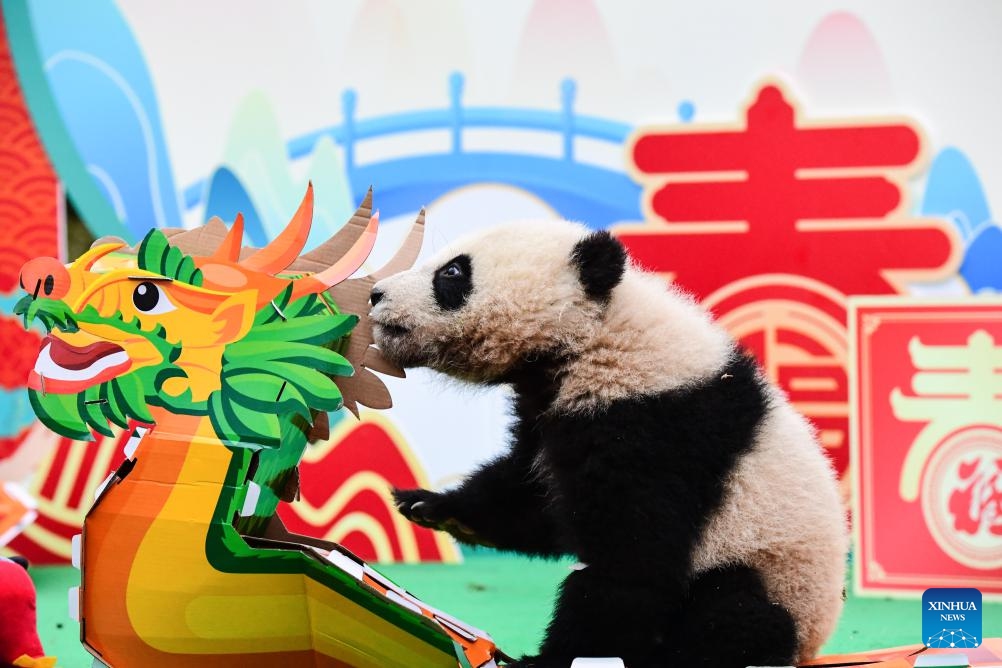 Giant panda cubs make group appearance at breeding bases in Sichuan - Global Times