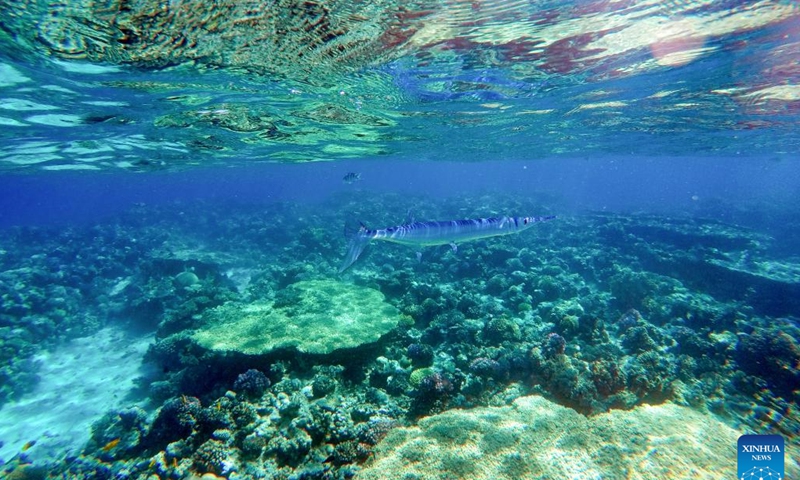 Corals in Red Sea in Hurghada, Egypt - Global Times