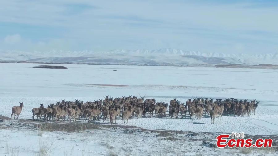 Herd of white-lipped deer migrate in Sanjiangyuan National Park ...