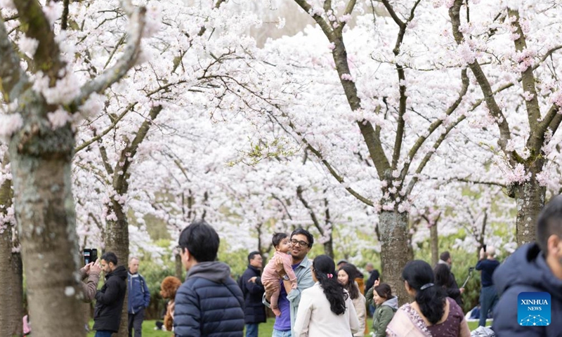 People enjoy time under cherry blossoms in Netherlands - Global Times