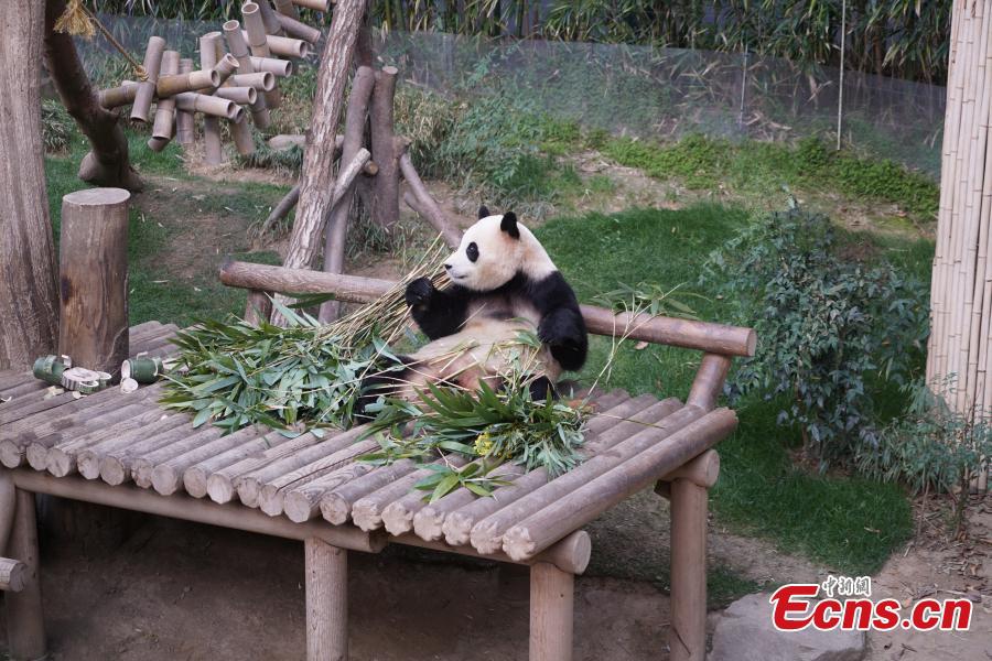 Beloved giant panda Fu Bao makes last public appearance in S Korea ...