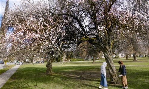 In pics: blooming cherry trees in Vancouver - Global Times