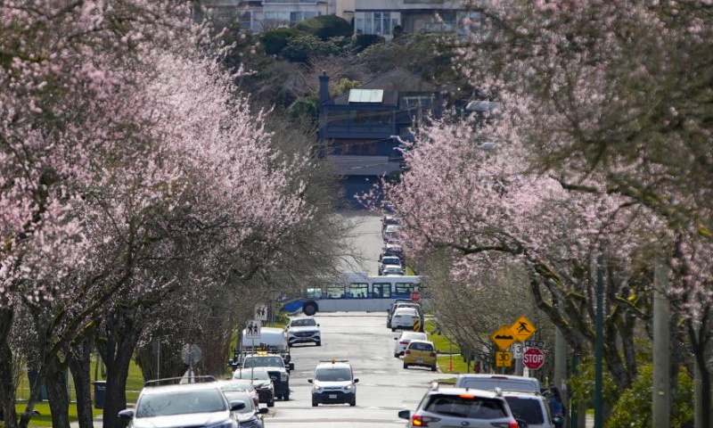 In pics: blooming cherry trees in Vancouver - Global Times