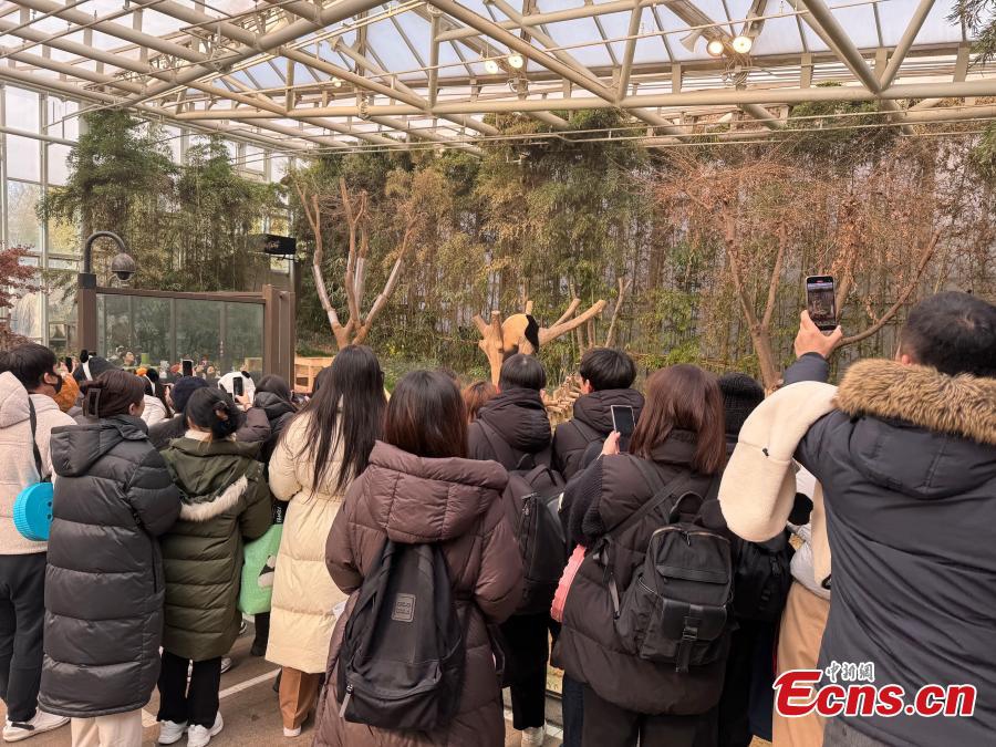 Beloved giant panda Fu Bao makes last public appearance in S Korea ...