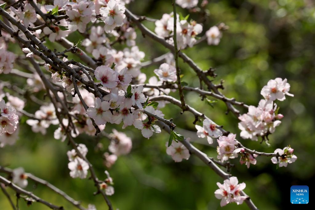 View of almond orchard in Israel - Global Times