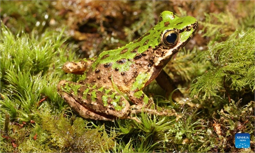 New frog species found in SW China - Global Times
