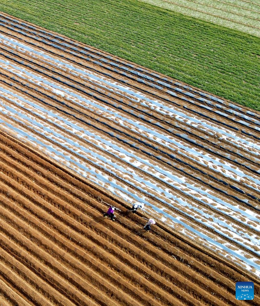 Farmers busy with agricultural activities across China - Global Times