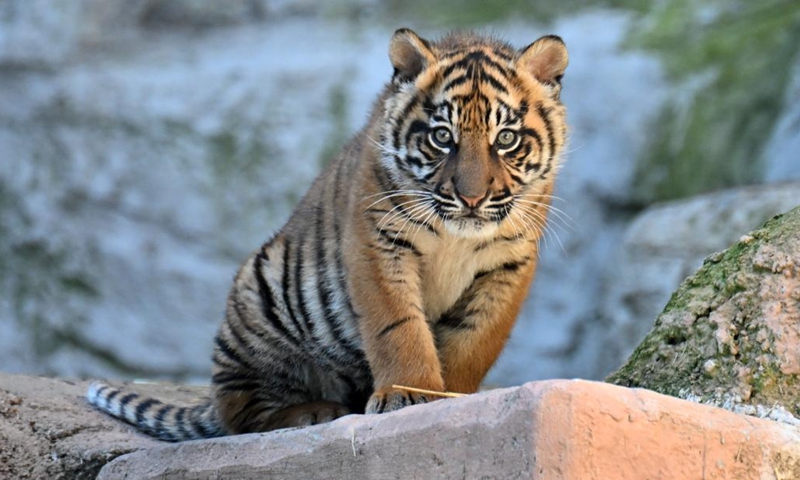Female Tiger And Cubs Siberian Tiger Cub Born At Calgary Zoo | CBC